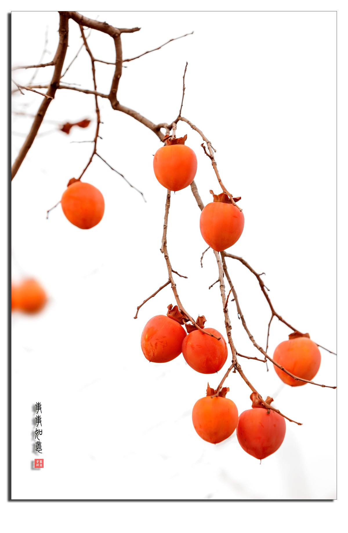 红柿子-中关村在线摄影论坛