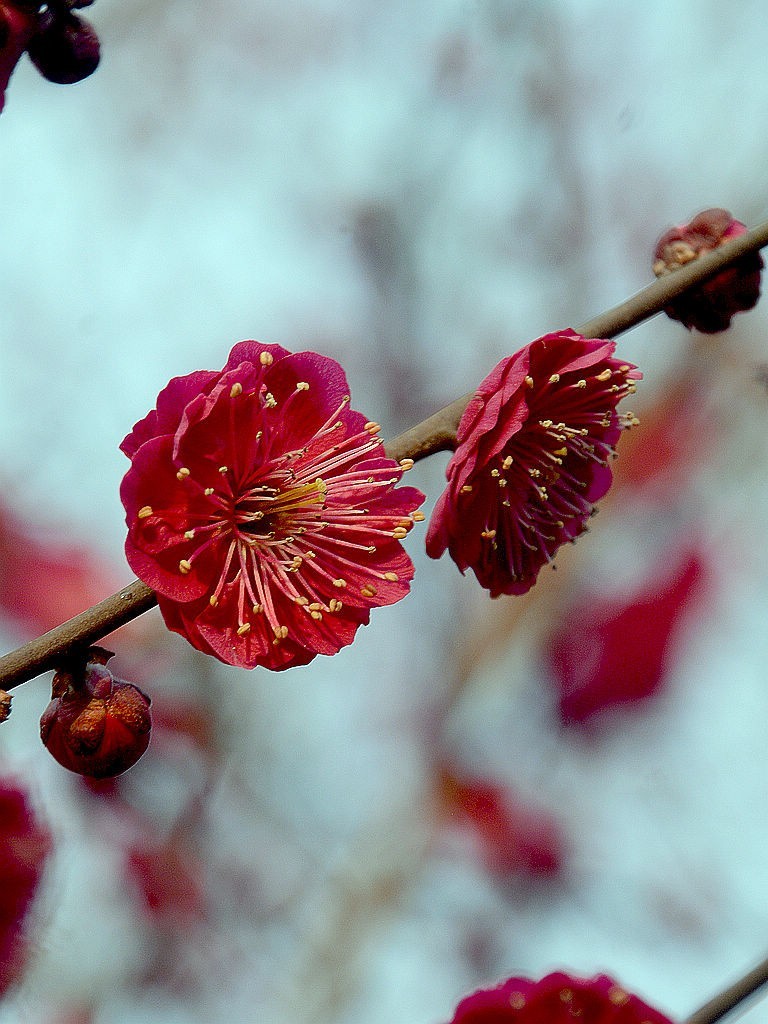 朱砂梅=7-中关村在线摄影论坛