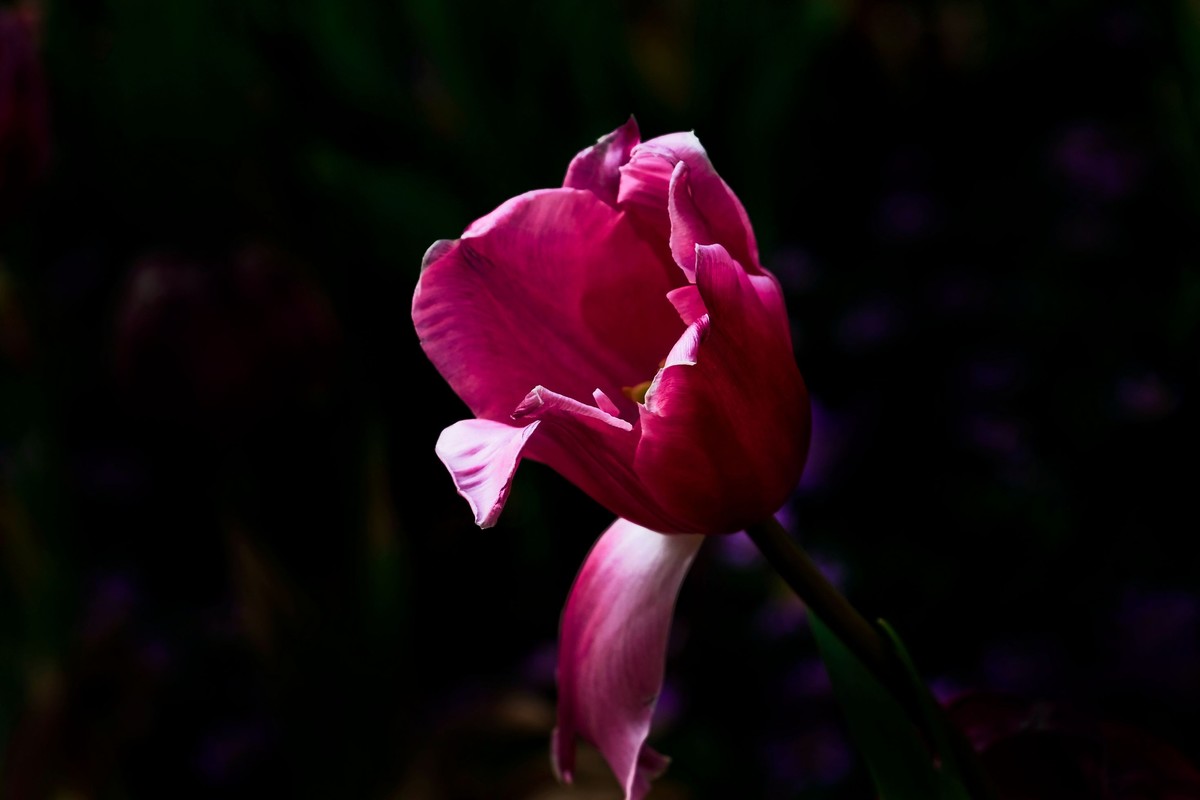 郁金香随拍-中关村在线摄影论坛