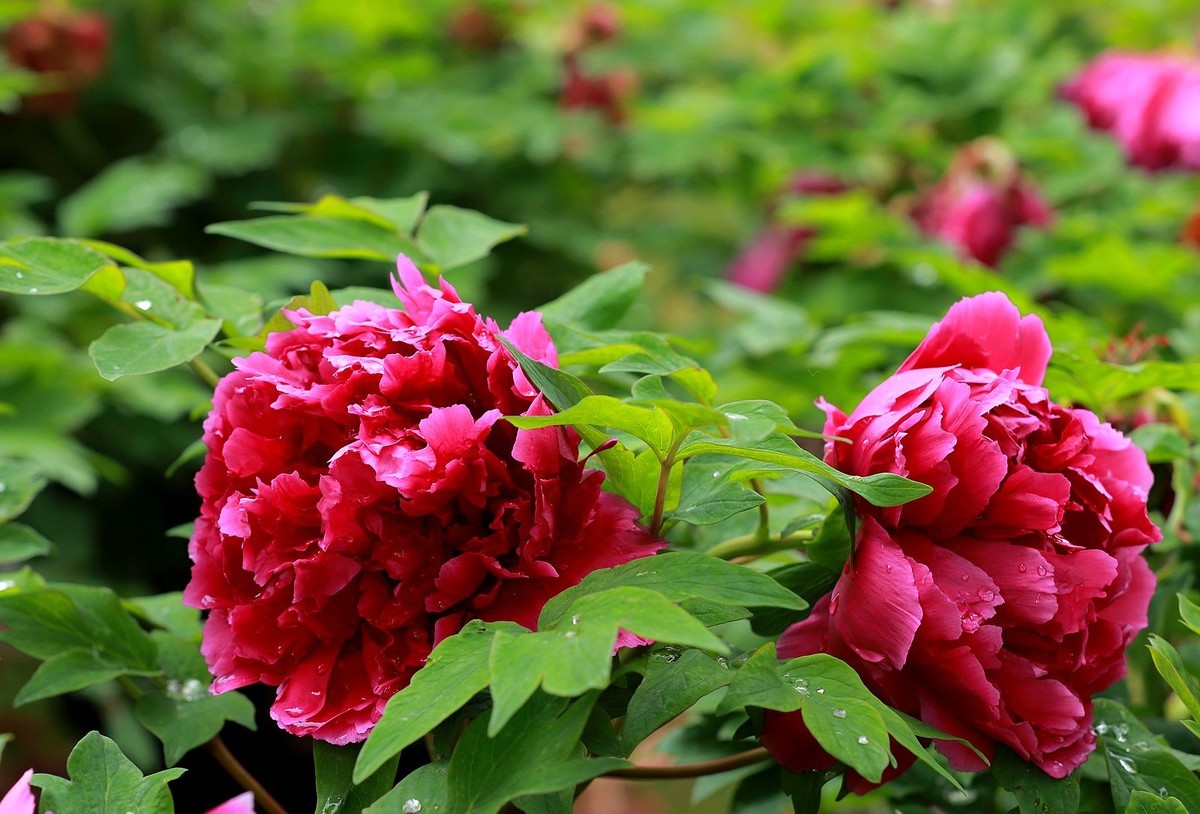 牡丹花(6)-中关村在线摄影论坛