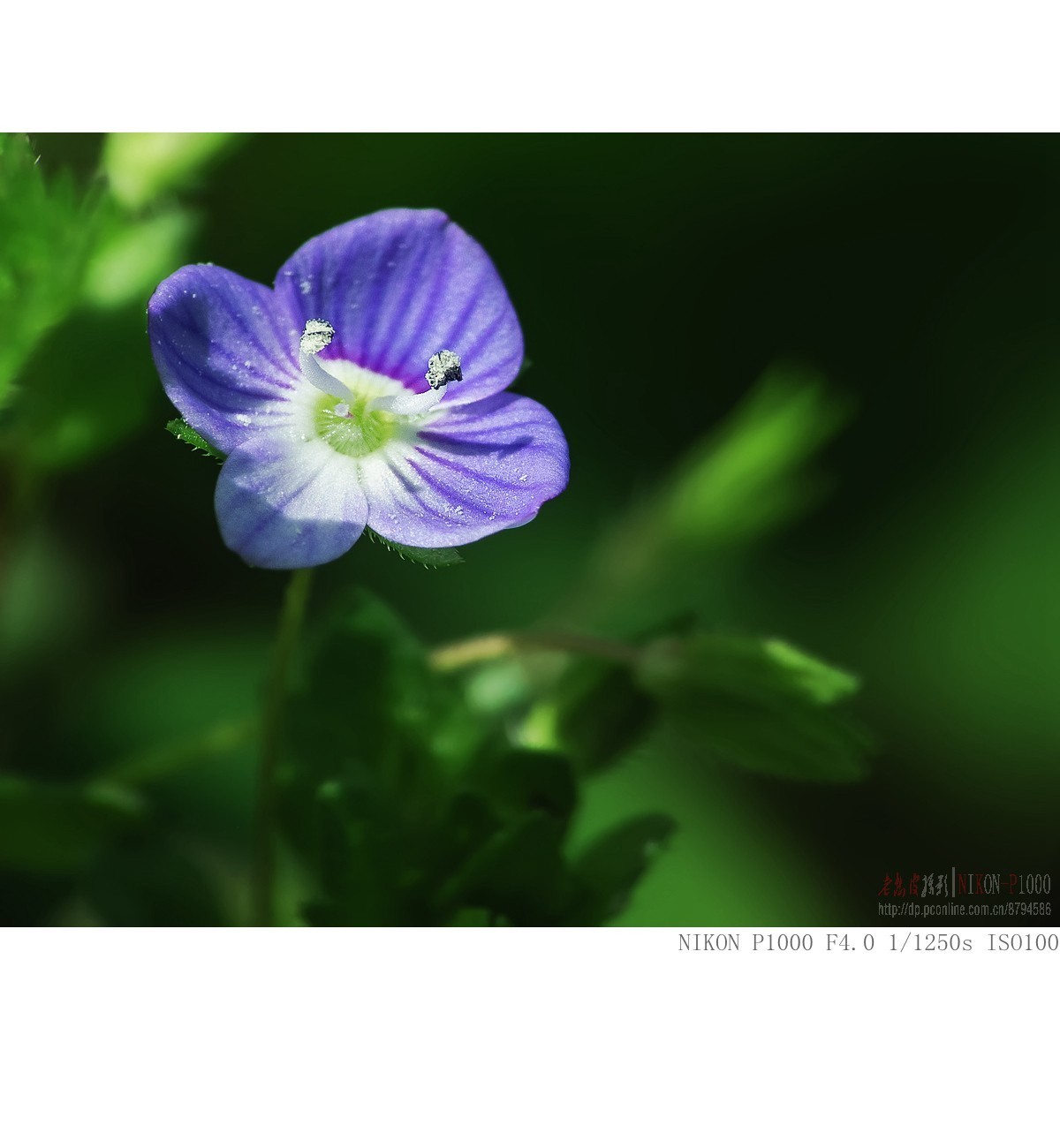小花婆婆纳等-中关村在线摄影论坛