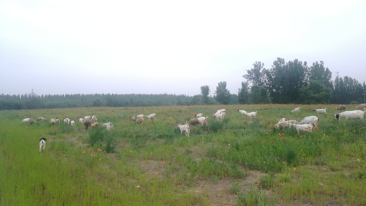 Grassland的原风景-中关村在线摄影论坛