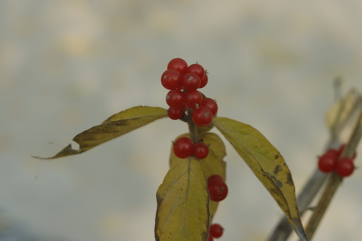 随拍-中关村在线摄影论坛