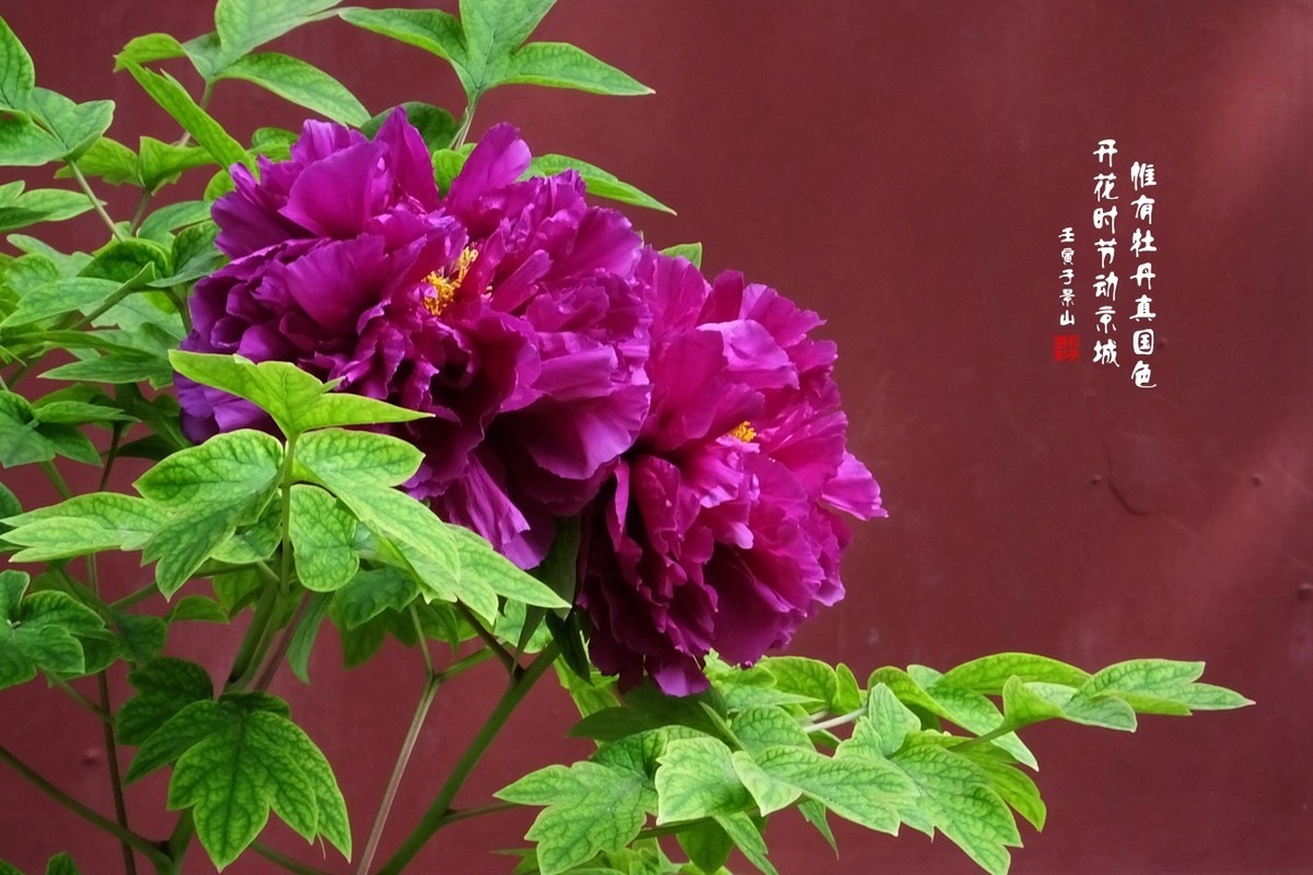 国色天香-景山牡丹220424(3)-中关村在线摄影论坛