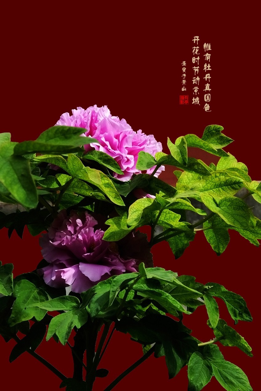 国色天香-景山牡丹220424(3)-中关村在线摄影论坛