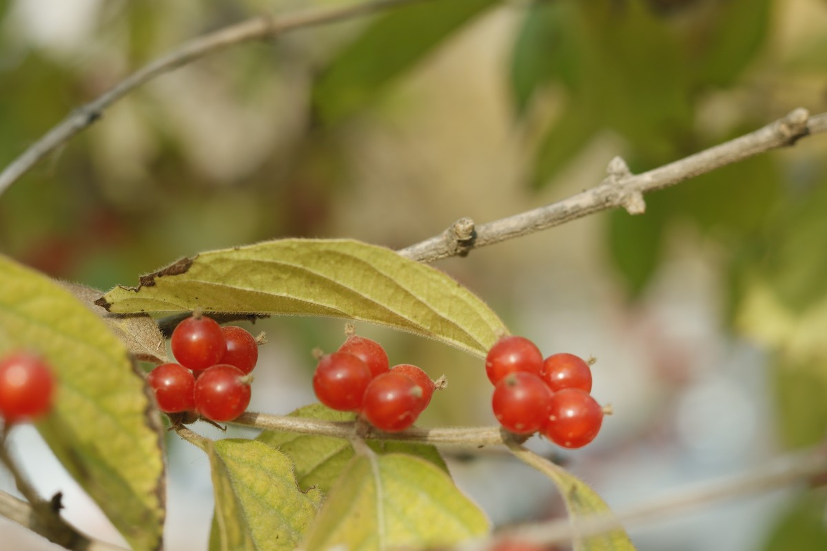 随拍-中关村在线摄影论坛