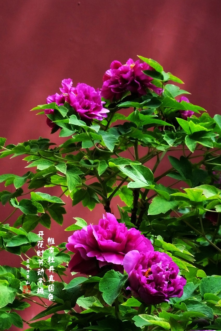 国色天香-景山牡丹220424(3)-中关村在线摄影论坛