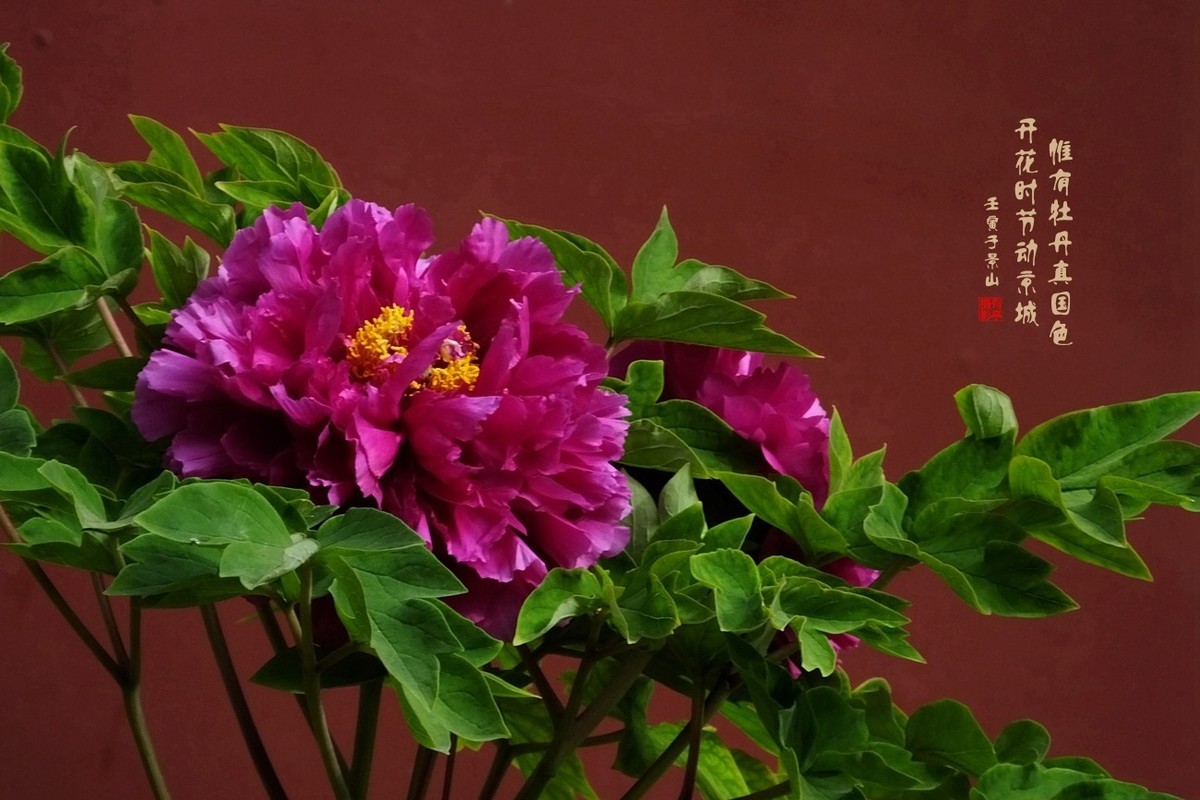 国色天香-景山牡丹220424(3)-中关村在线摄影论坛