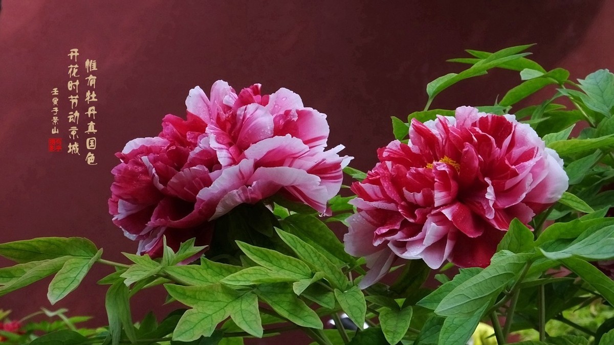 国色天香-景山牡丹220424(3)-中关村在线摄影论坛