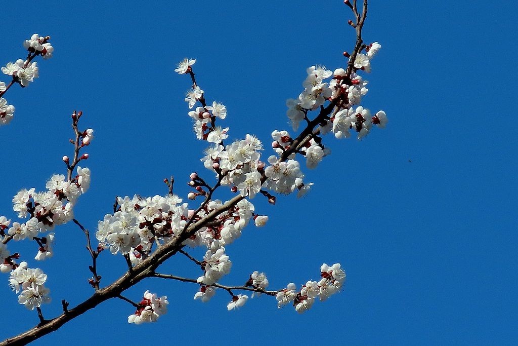 杏花=7-中关村在线摄影论坛