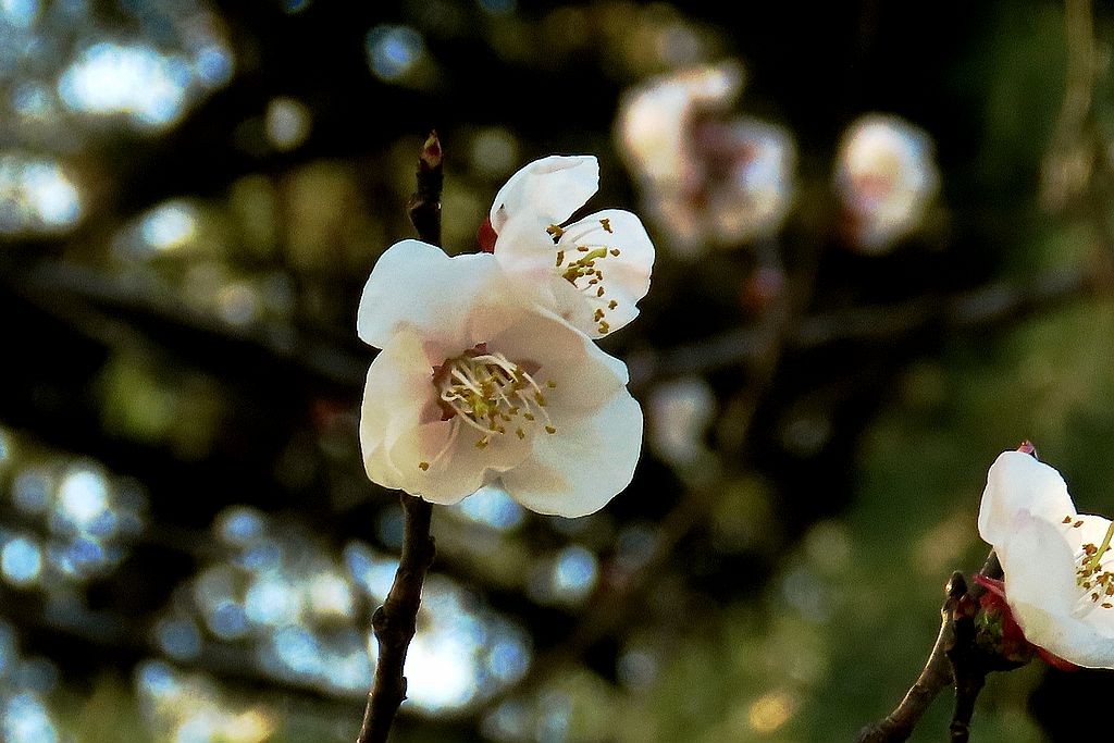 杏花=7-中关村在线摄影论坛