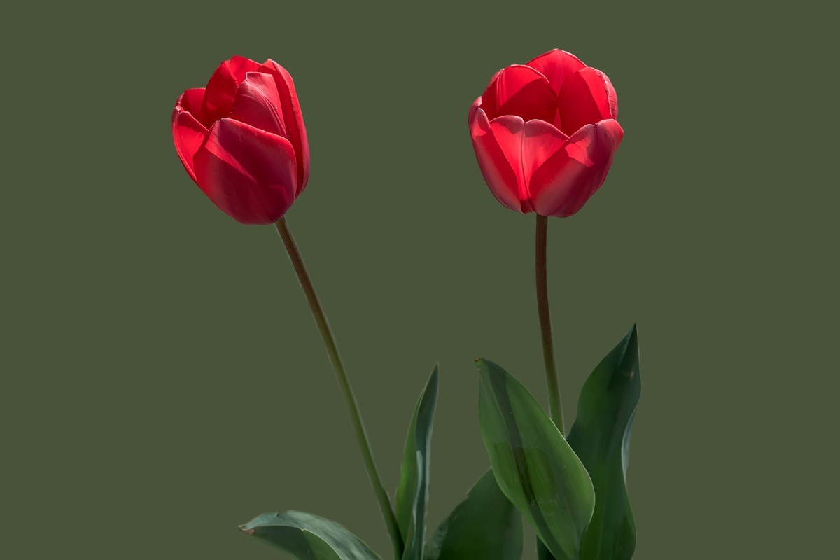 春花烂漫 之 《漫花庄园 · 郁金香》-中关村在线摄影论坛