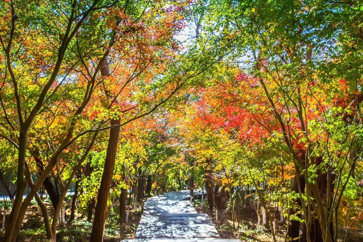 2023-12-25南京栖霞山（五）-中关村在线摄影论坛