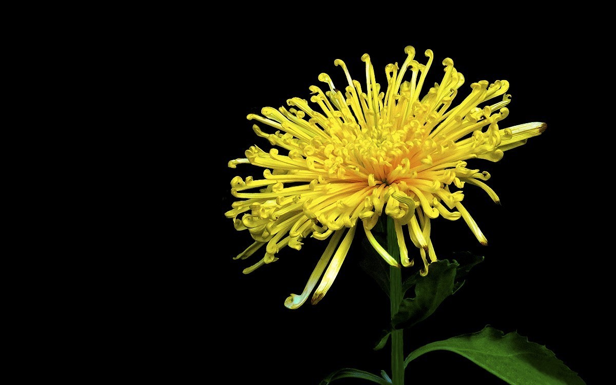 25025 花开贺新春-中关村在线摄影论坛