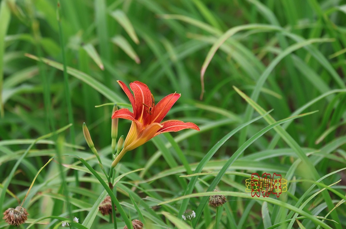 萱草花 2【2023-457】-中关村在线摄影论坛