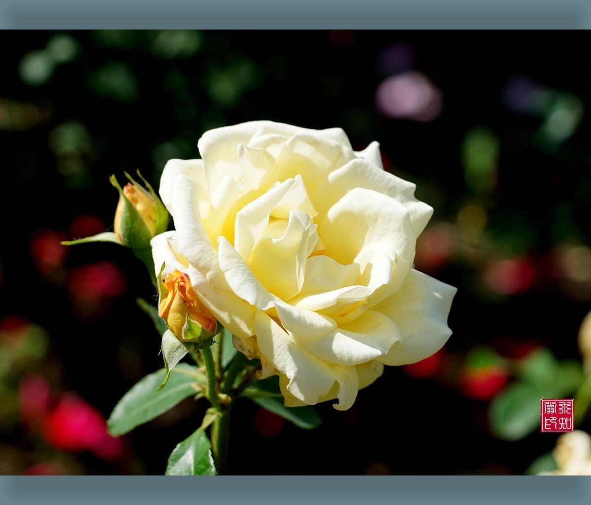 相山公园月季-中关村在线摄影论坛