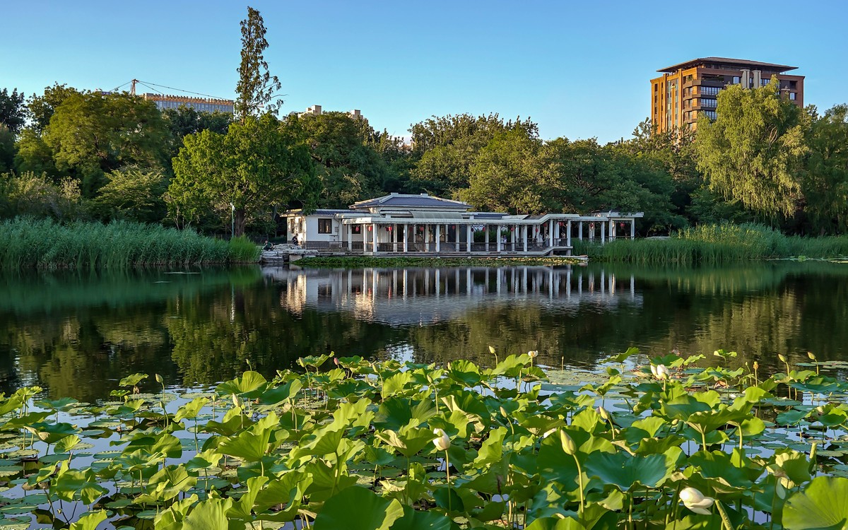 手机随拍20230620《75》-中关村在线摄影论坛