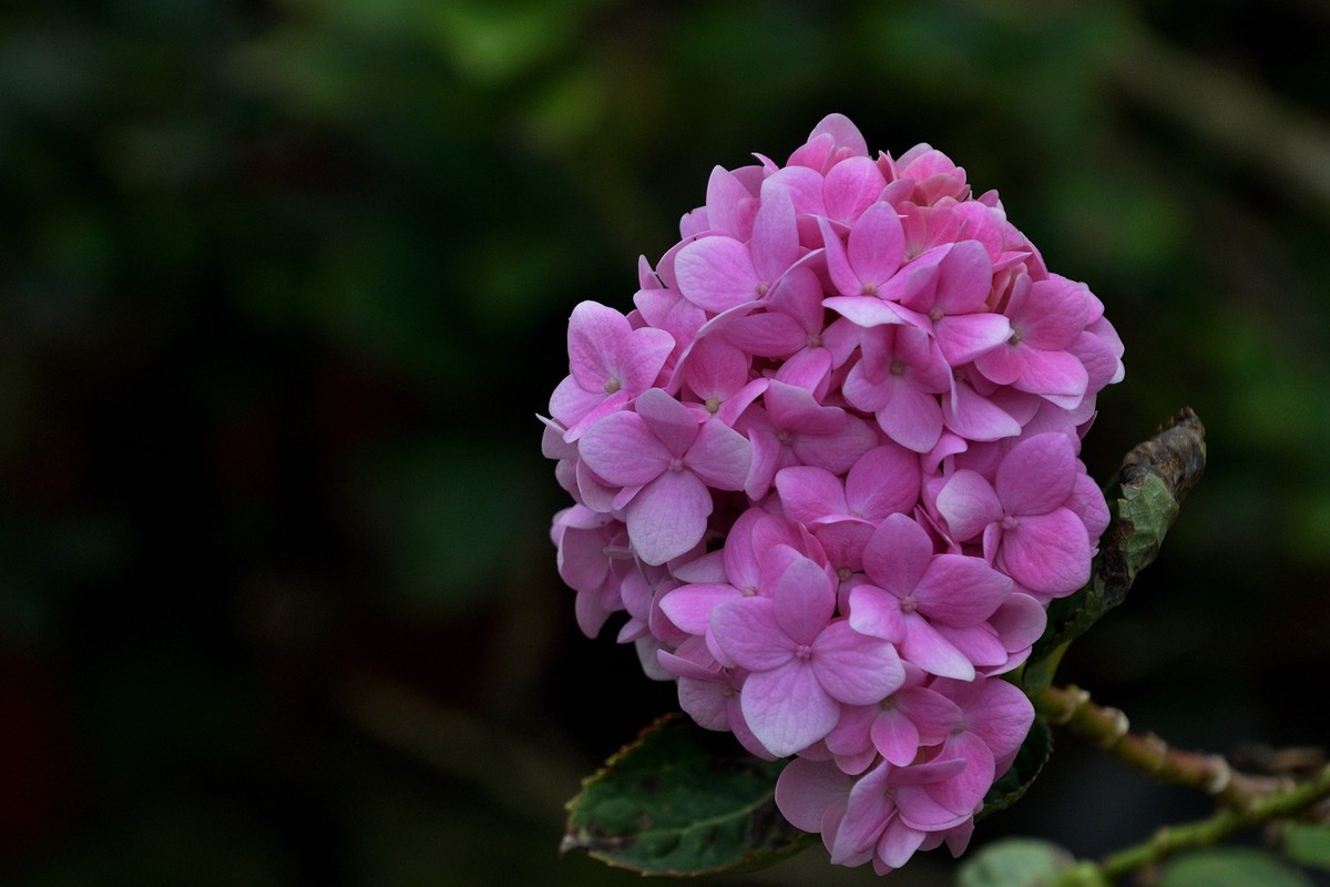 冬开花卉8-中关村在线摄影论坛