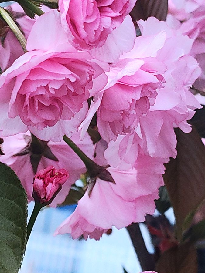 花卉系列【3958】-中关村在线摄影论坛