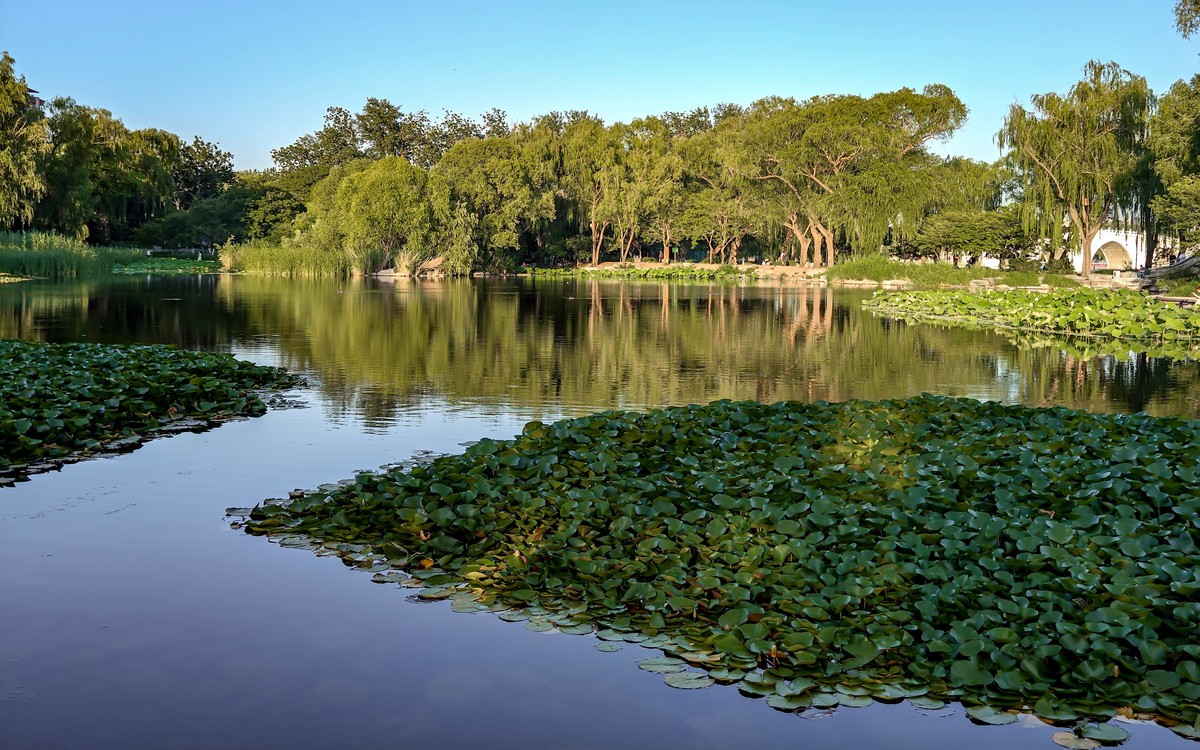 手机随拍20230620《75》-中关村在线摄影论坛