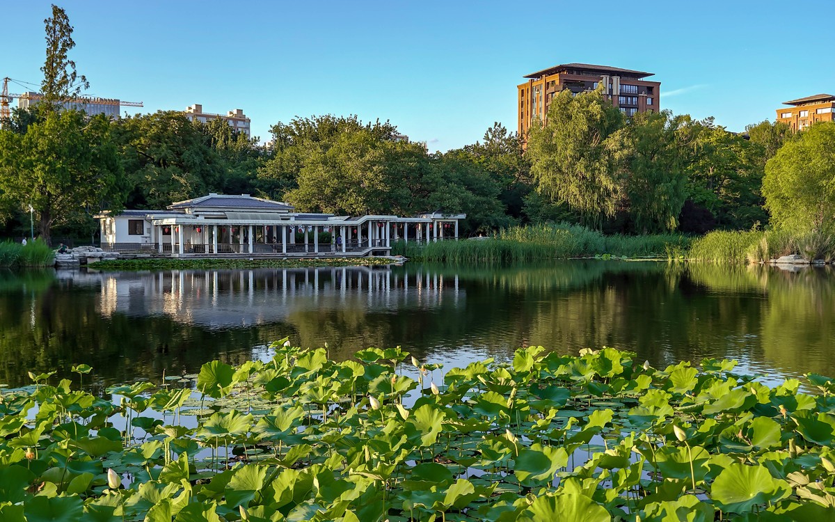 手机随拍20230620《75》-中关村在线摄影论坛