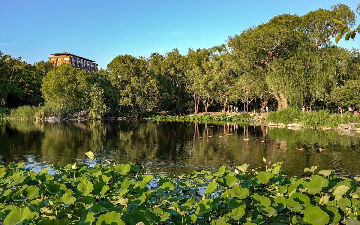 手机随拍20230620《75》-中关村在线摄影论坛