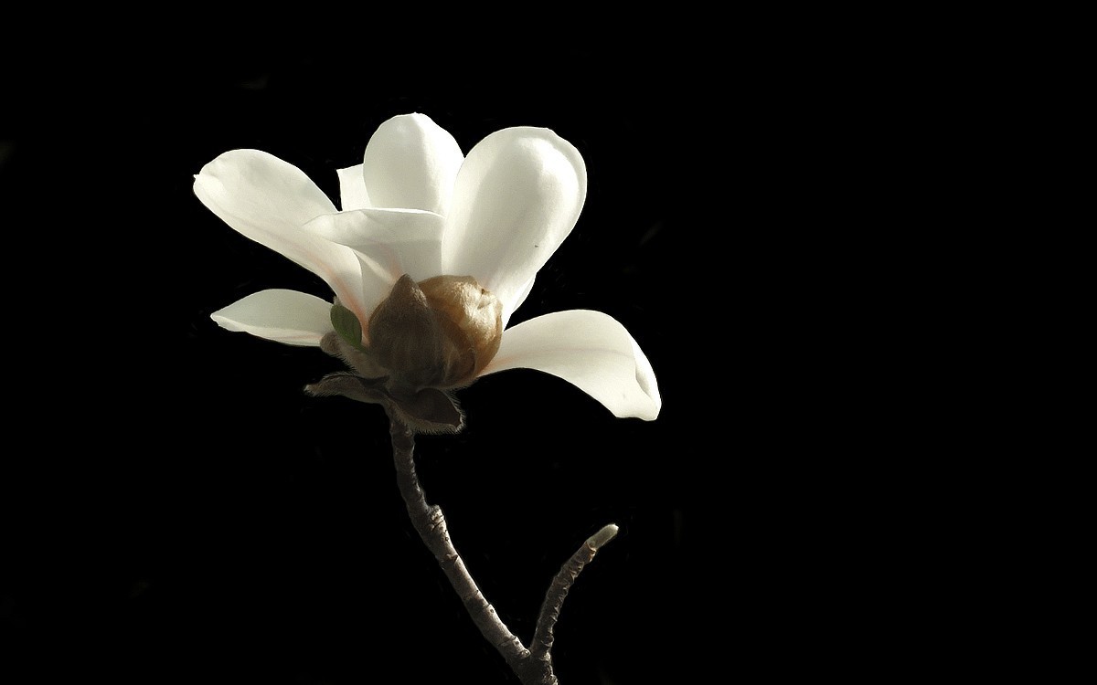 陈家祠的白玉兰-中关村在线摄影论坛