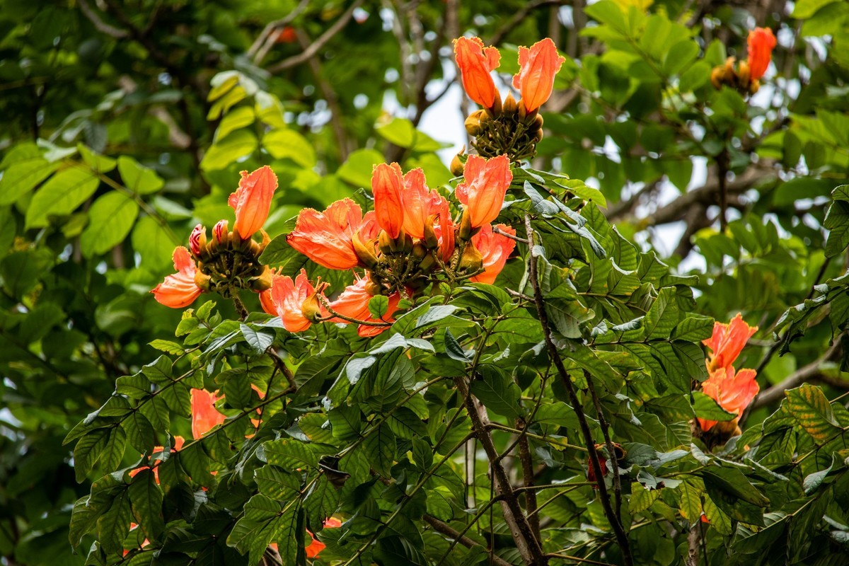 花枝招展（213）-中关村在线摄影论坛