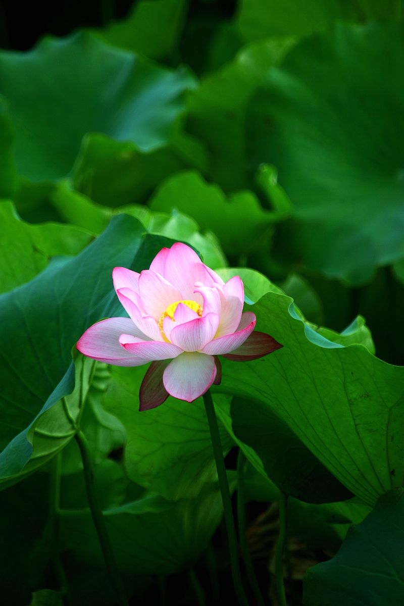 邛海荷花（十）-中关村在线摄影论坛