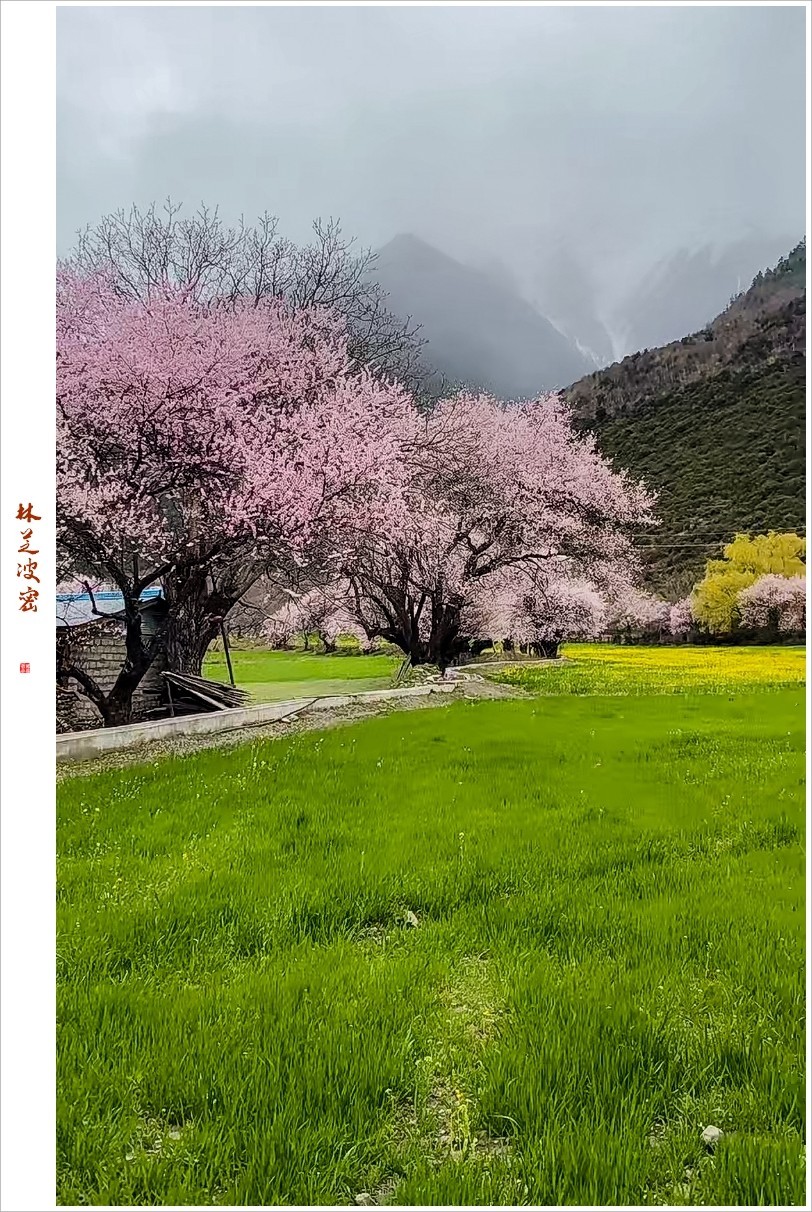 2023年第0317贴-林芝波密抓拍（0507F）-中关村在线摄影论坛