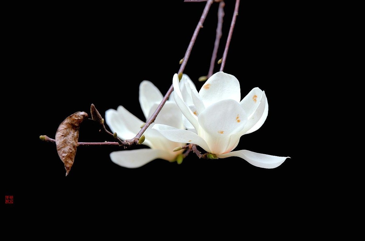 花花的世界（一）-中关村在线摄影论坛