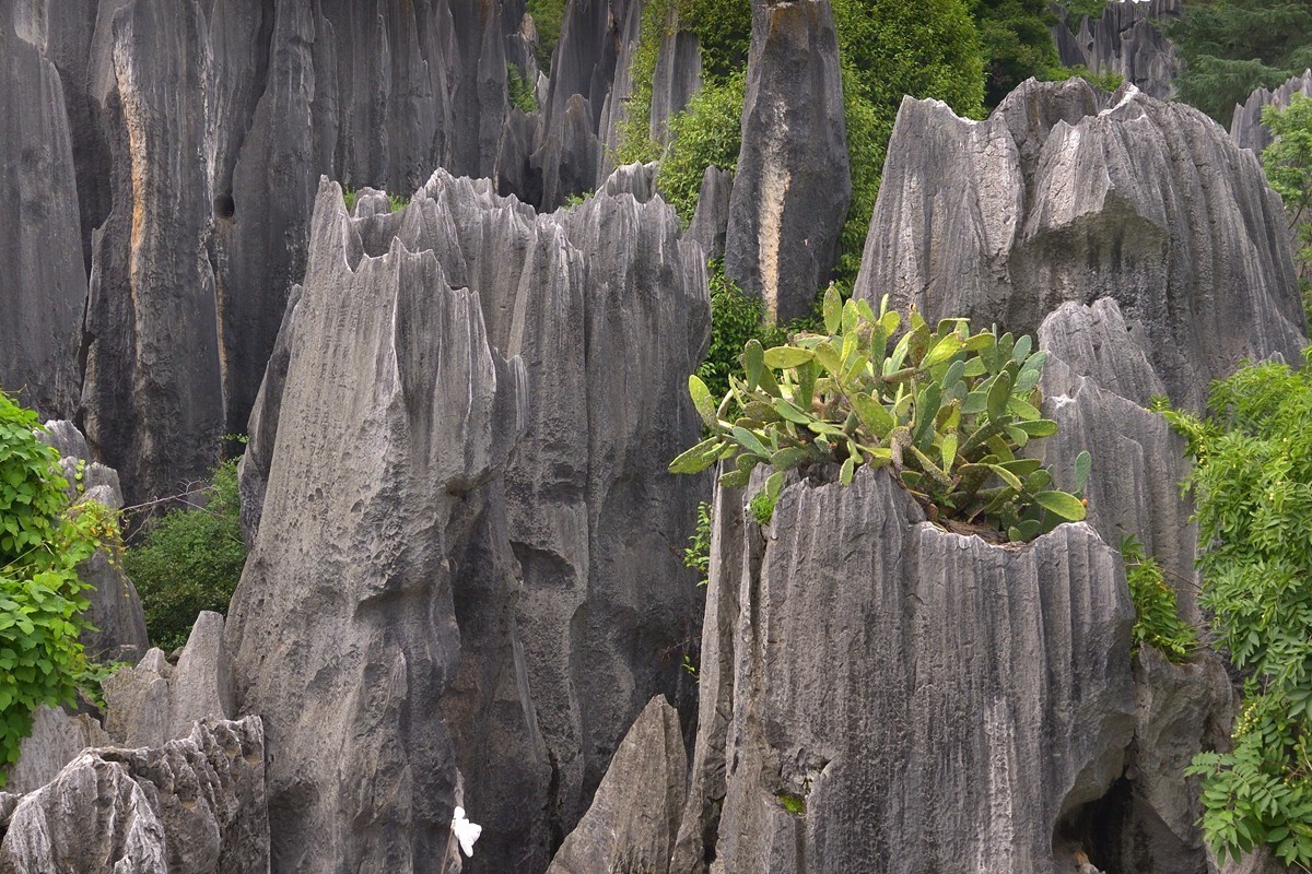 石林景区游拍21-中关村在线摄影论坛