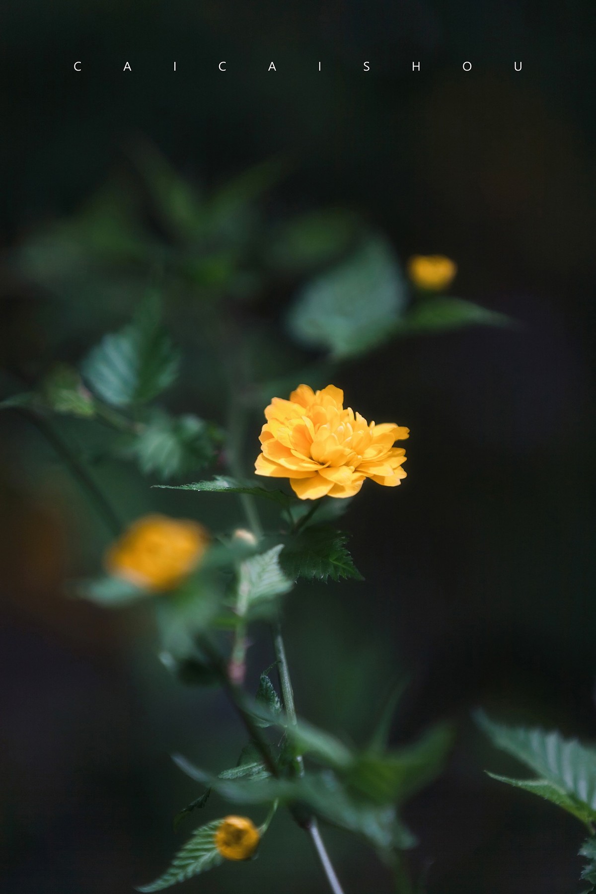 【高清图】【菜々手摄影】花花草草-中关村在线摄影论坛