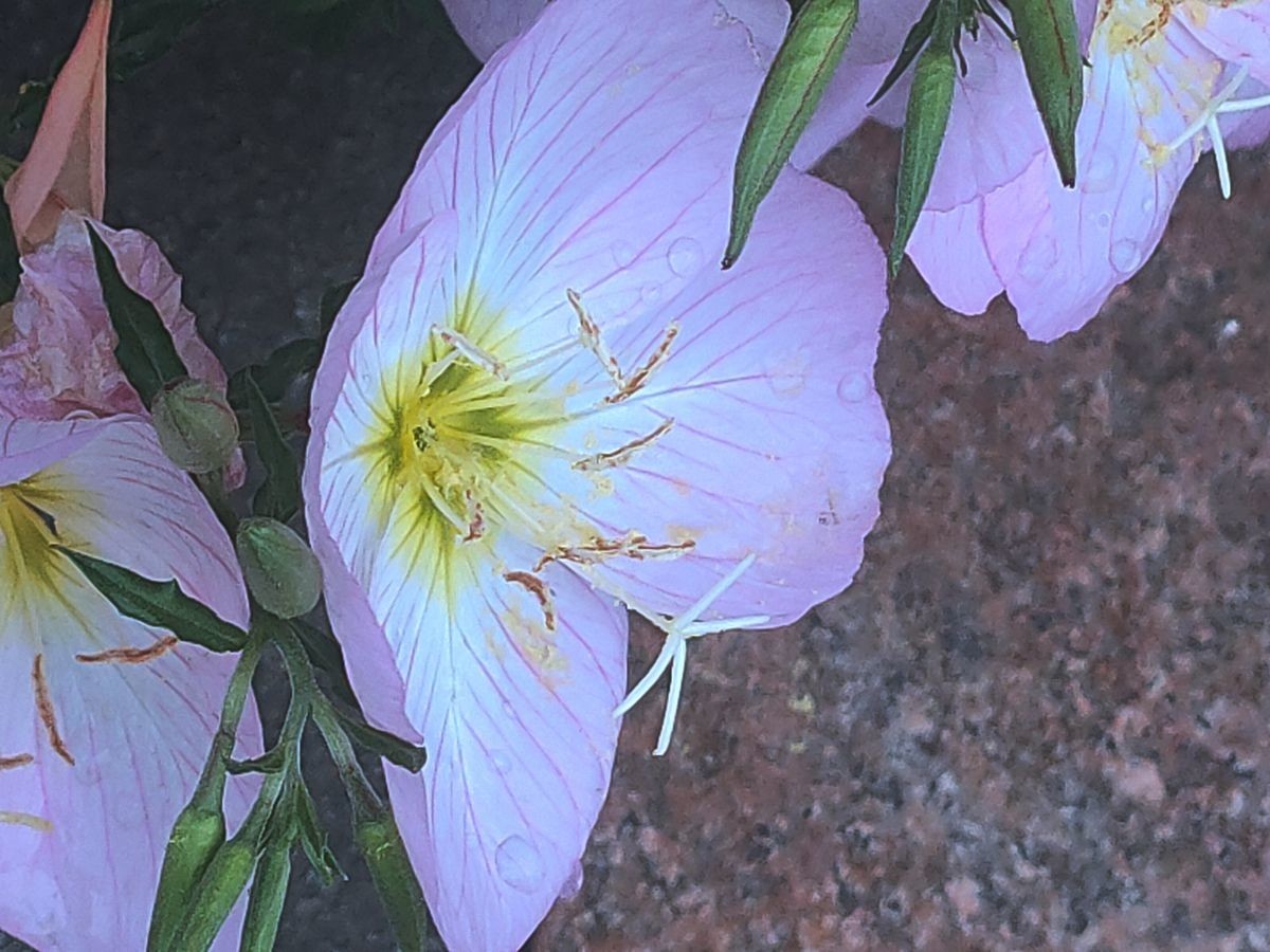 花卉系列【4476】-中关村在线摄影论坛