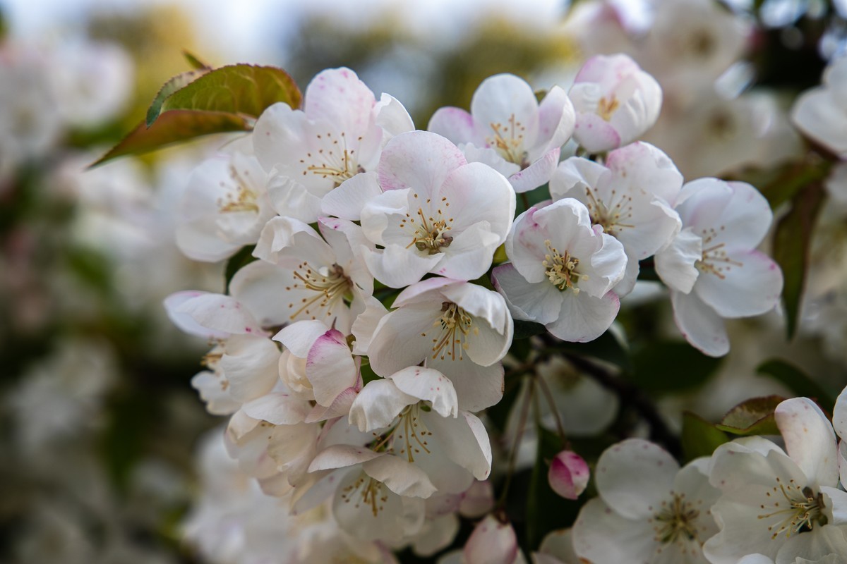 6d和6d2图片对比，ddp转换指出没有任何调色-中关村在线摄影论坛