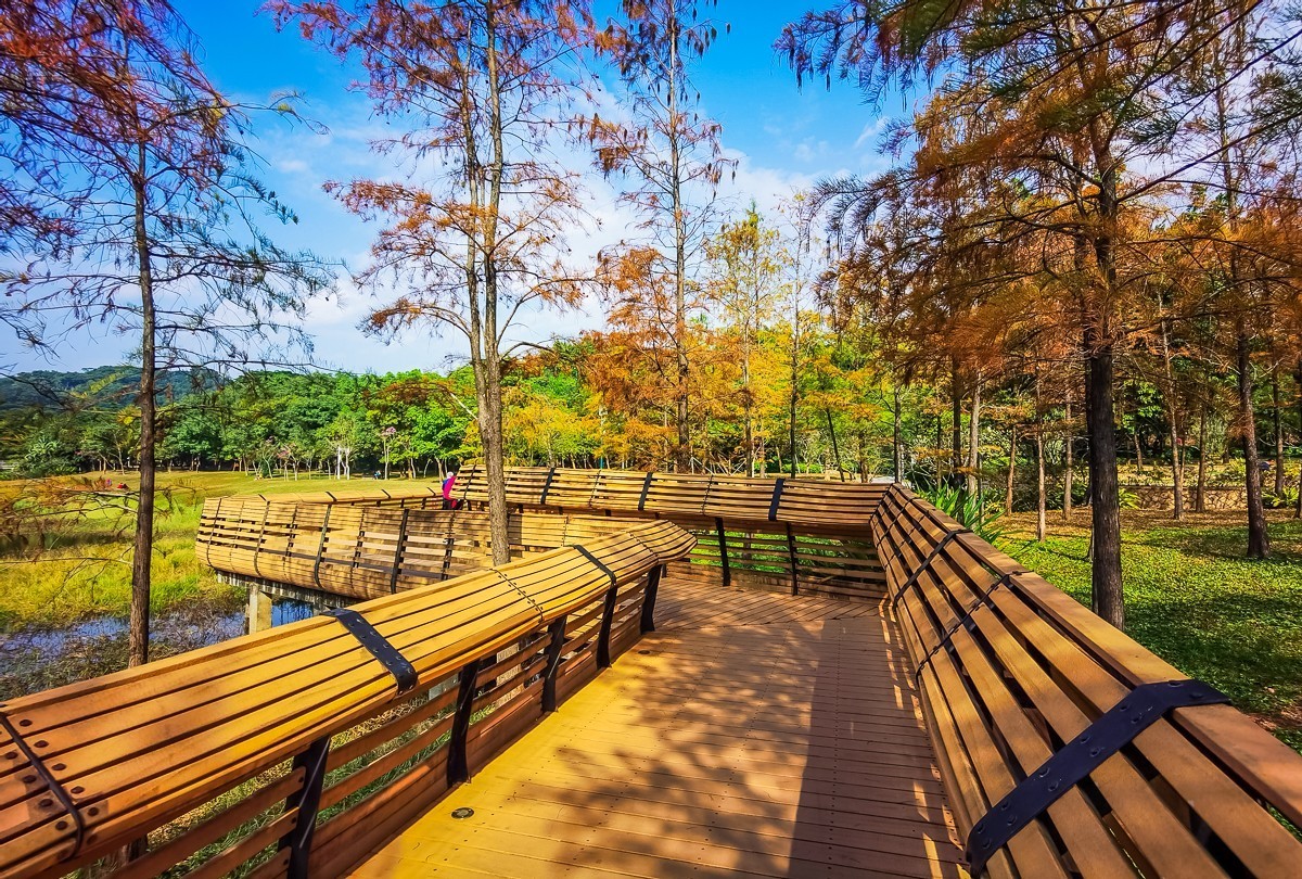 落羽杉-中关村在线摄影论坛