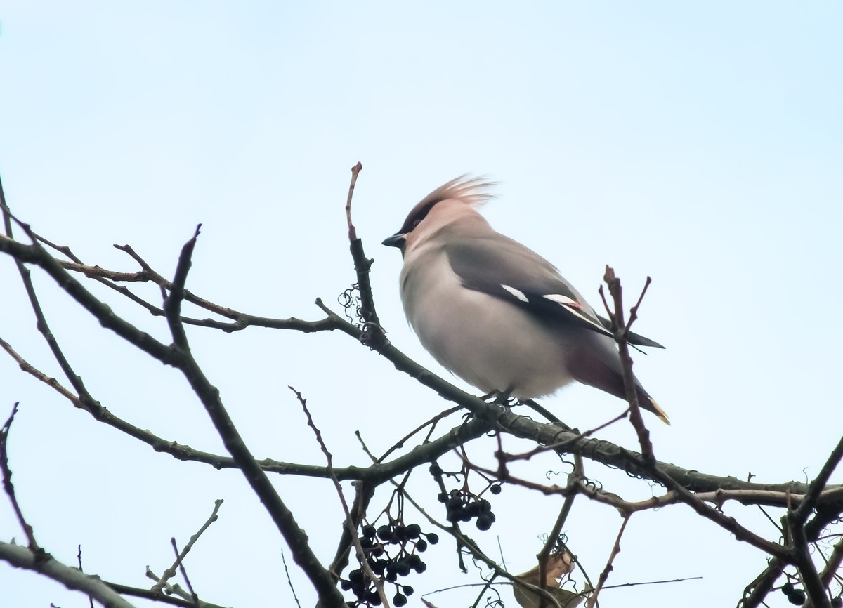 太平鸟-中关村在线摄影论坛