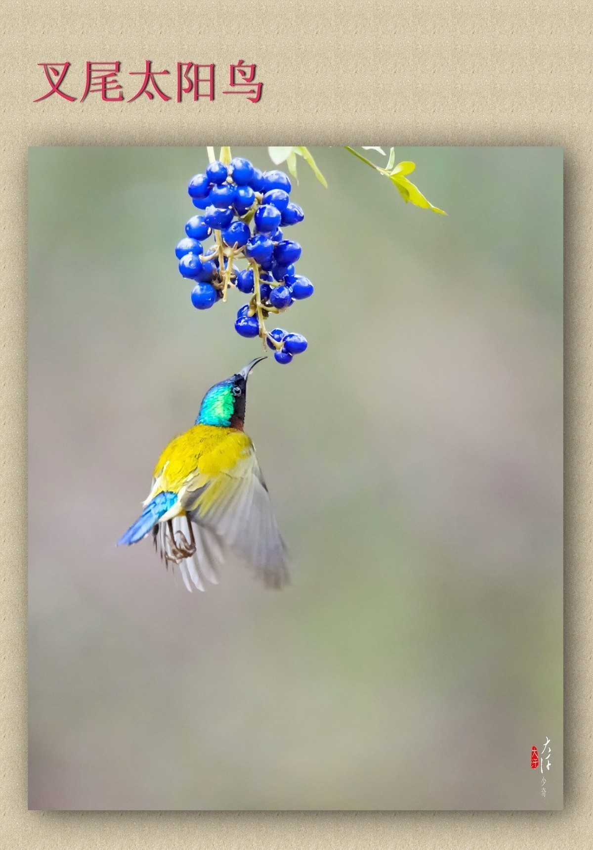 叉尾太阳鸟-中关村在线摄影论坛