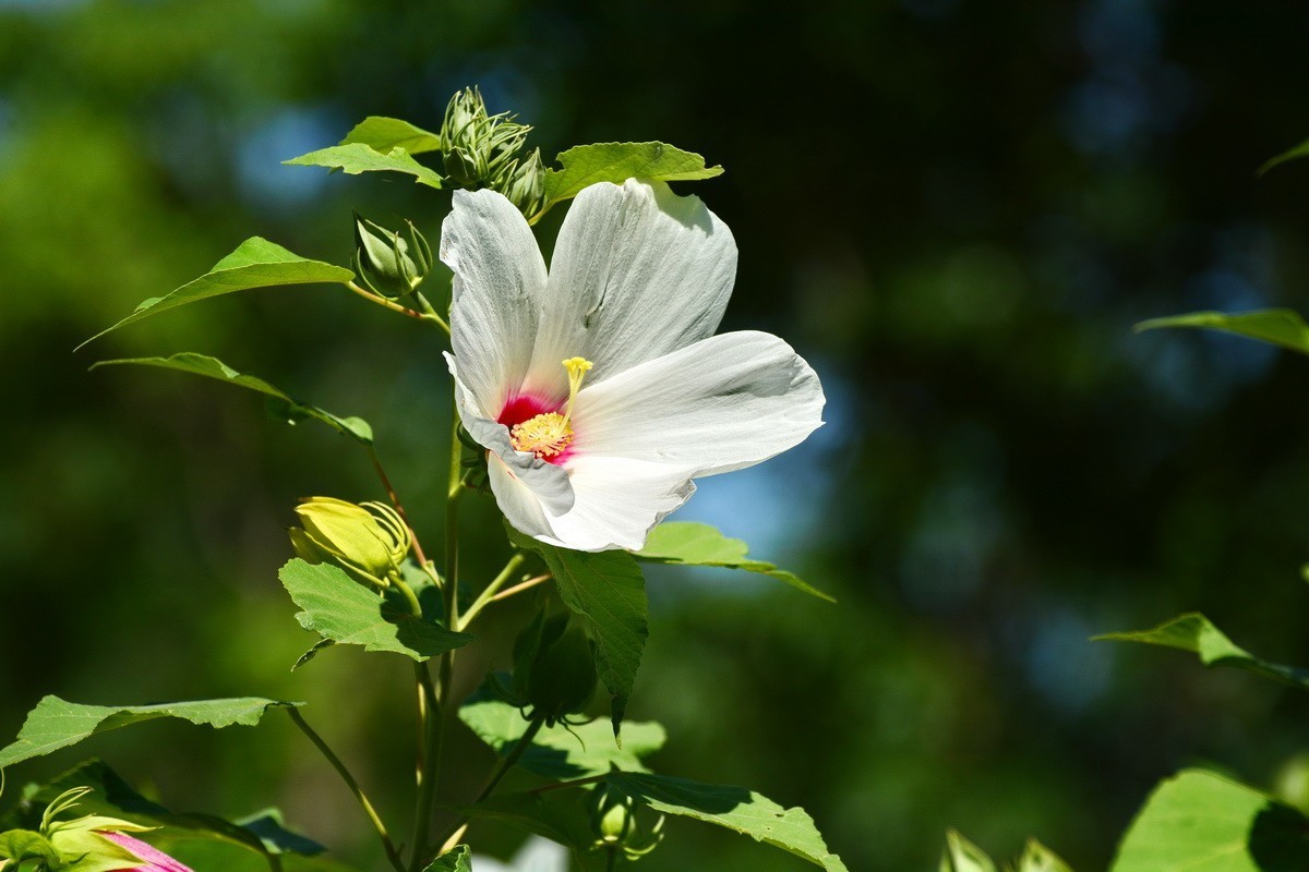 2023-164 芙蓉葵-中关村在线摄影论坛