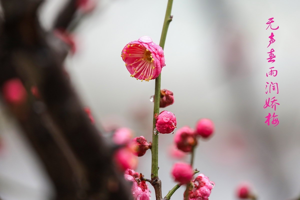 【高清图】春雨-中关村在线摄影论坛