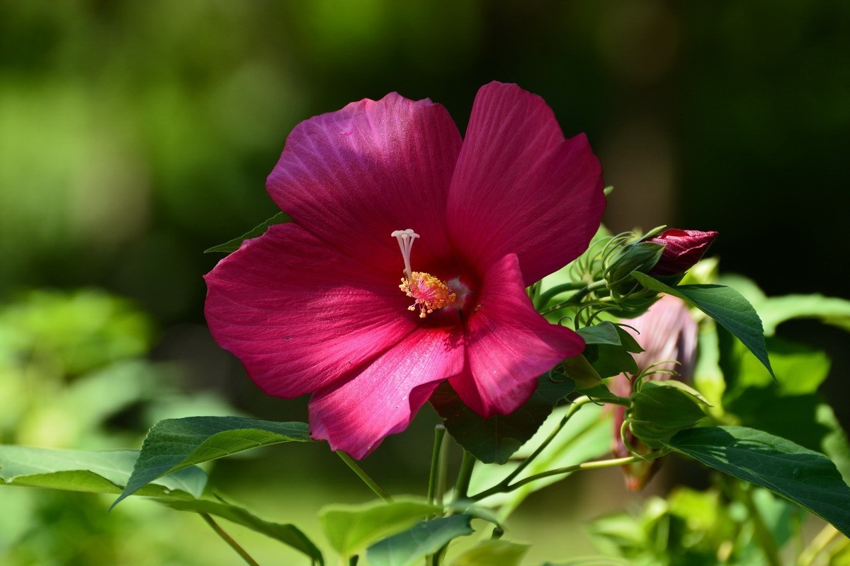 2023-164 芙蓉葵-中关村在线摄影论坛