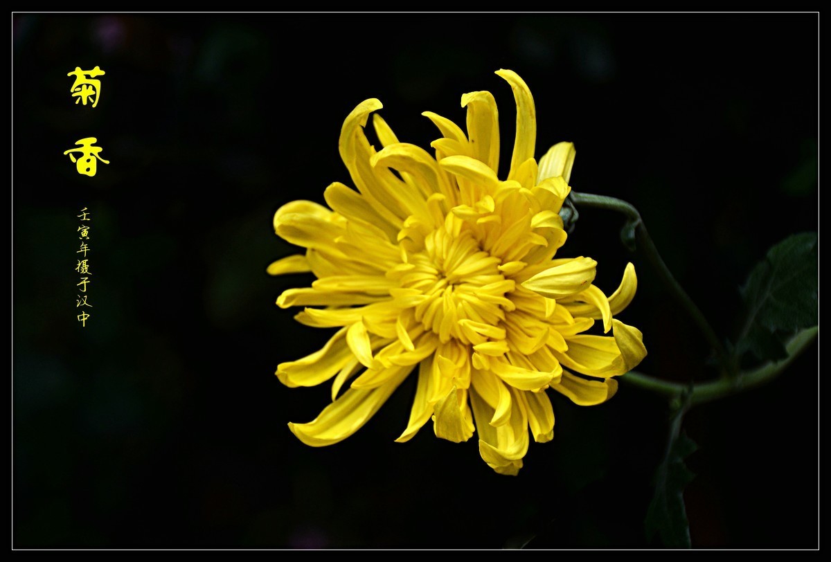菊香（2023015）-中关村在线摄影论坛