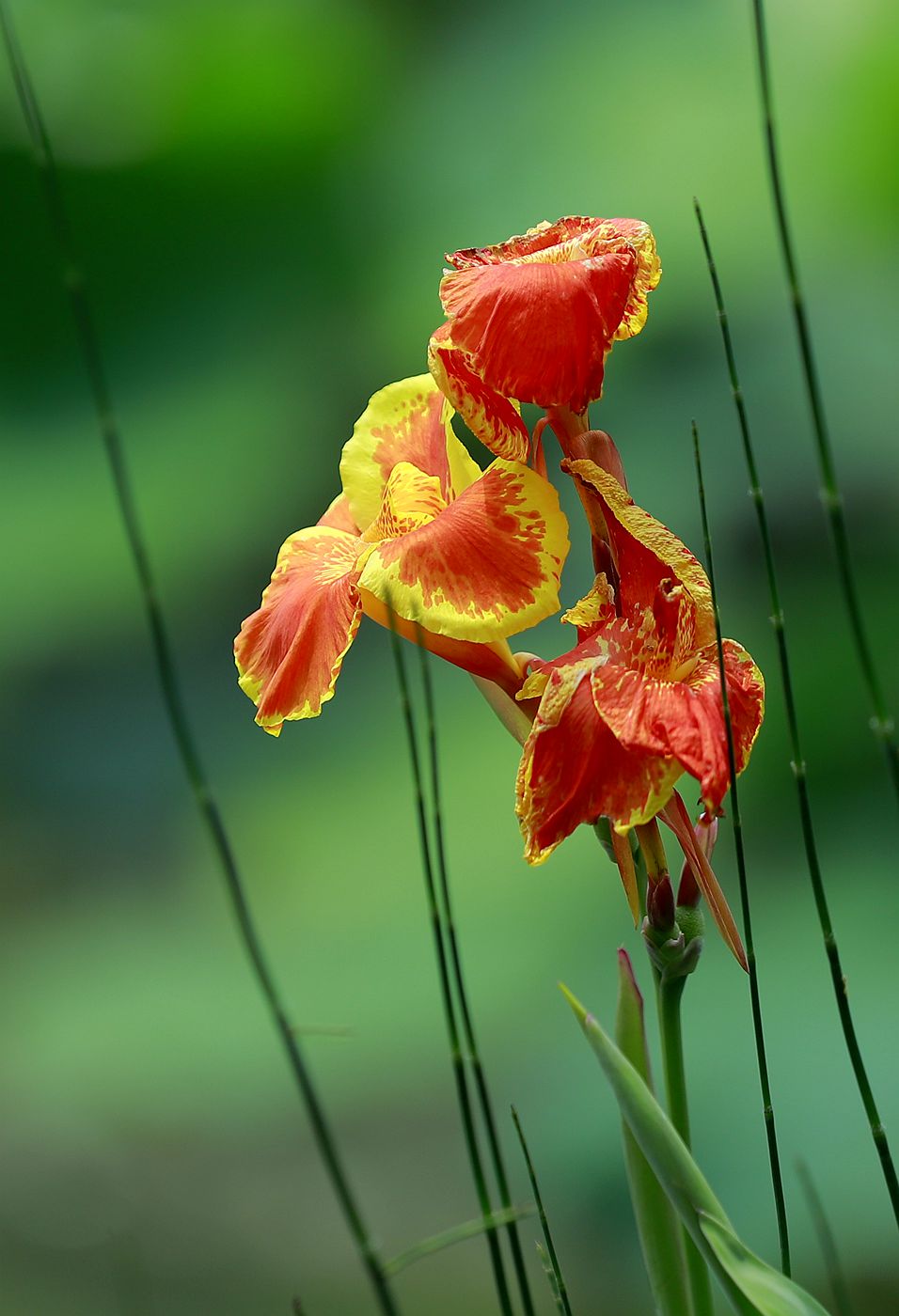 美人蕉-中关村在线摄影论坛