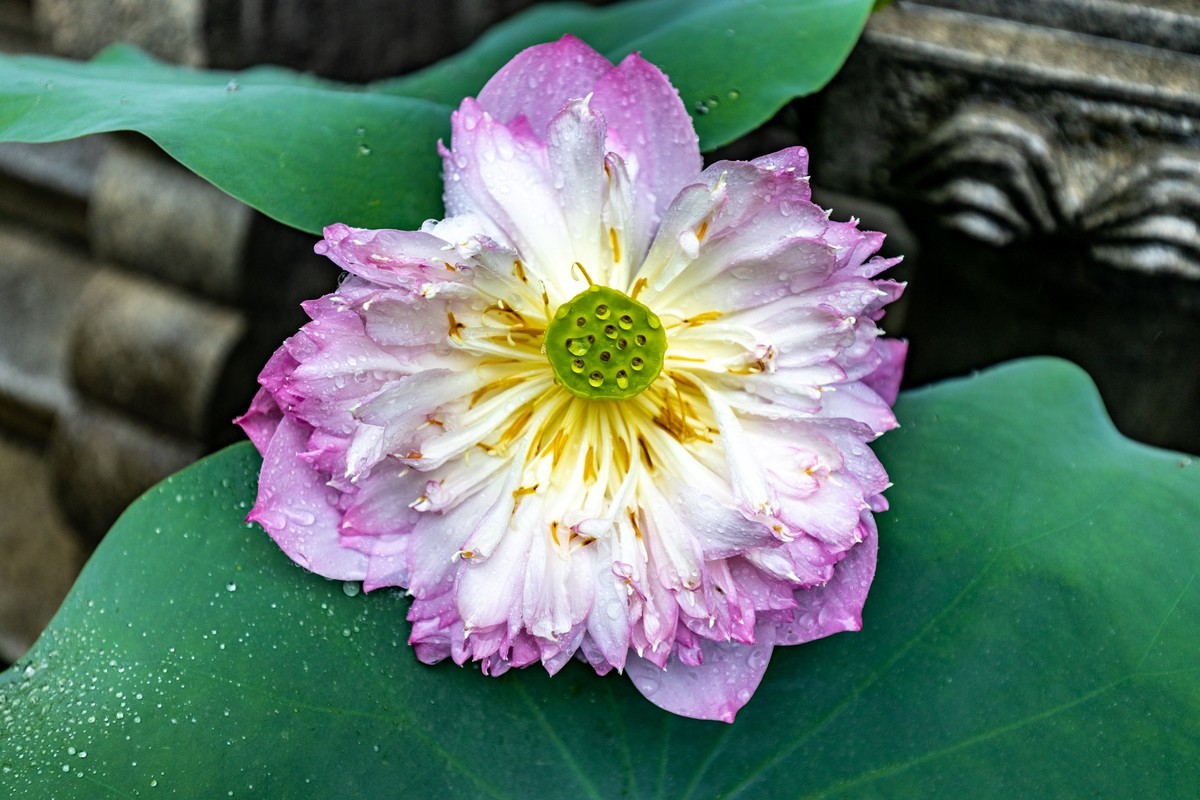 六榕宝莲文化节（三）-中关村在线摄影论坛