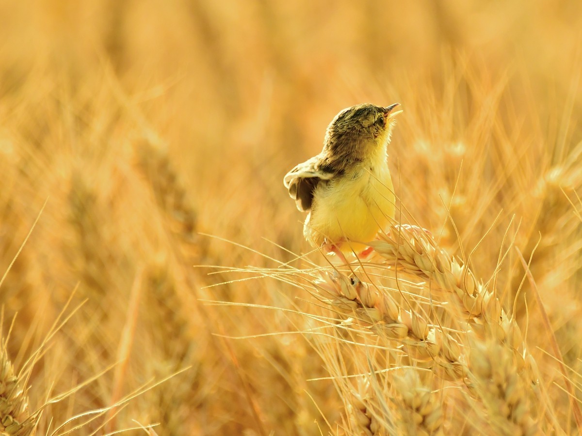 【视觉光影】棕扇尾莺（24）-中关村在线摄影论坛