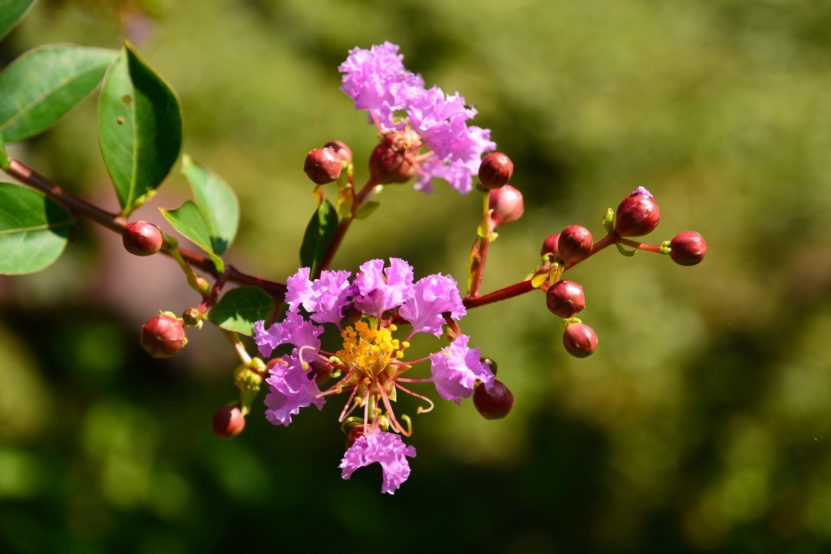 2023-129 紫薇花-中关村在线摄影论坛