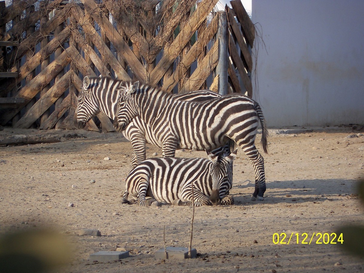 动物园-中关村在线摄影论坛