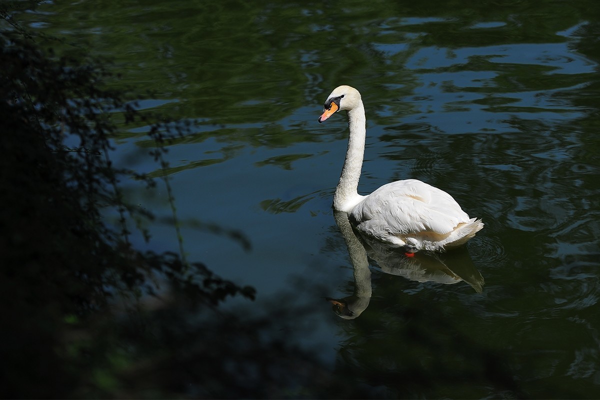 去动物园打的水鸟-中关村在线摄影论坛