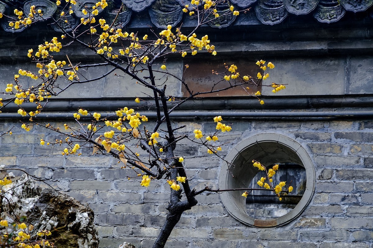 2024年-扬州个园风光纪实游拍-0256-中关村在线摄影论坛