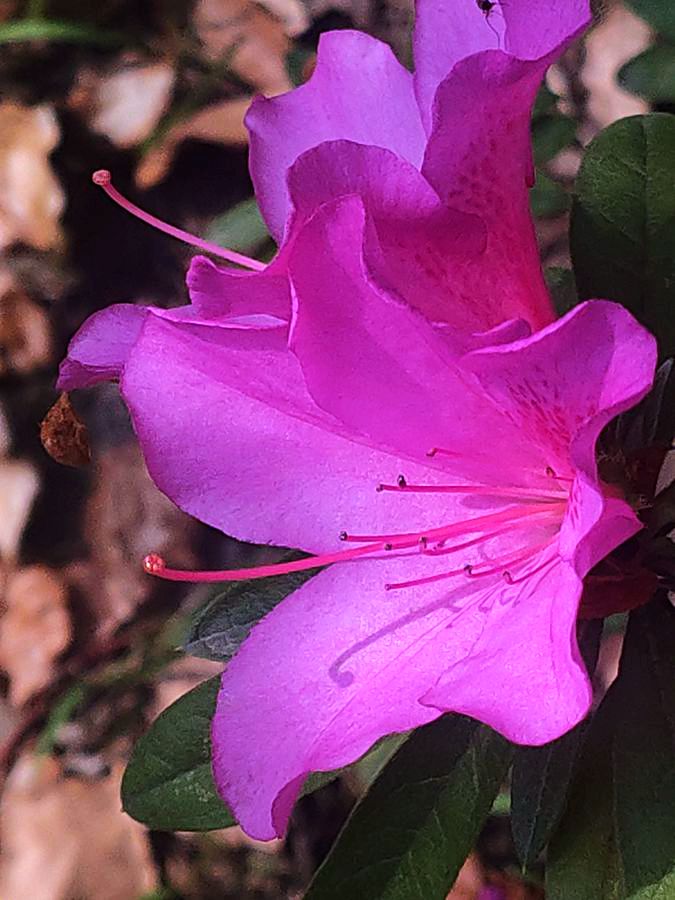 花卉系列【4143】-中关村在线摄影论坛